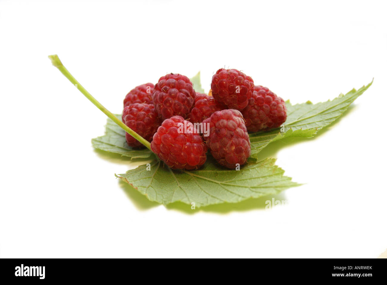 Raspberry on the leaf Still life Stock Photo - Alamy