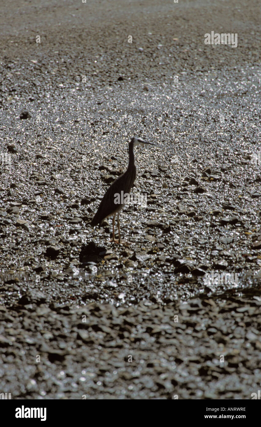 Sheep Farm New Zealand Waiheke Island Shag Stock Photo - Alamy