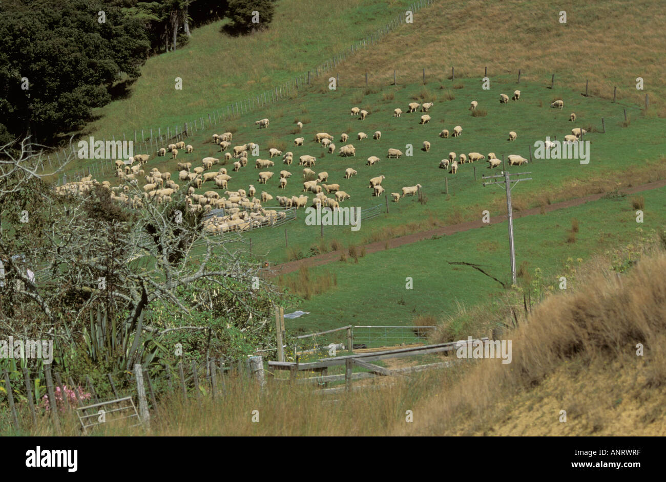Sheep Farm New Zealand Waiheke Island Sheep Stock Photo - Alamy