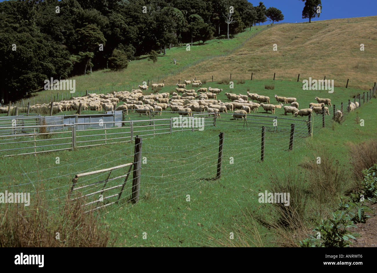 Sheep Farm New Zealand Waiheke Island Sheep Stock Photo - Alamy
