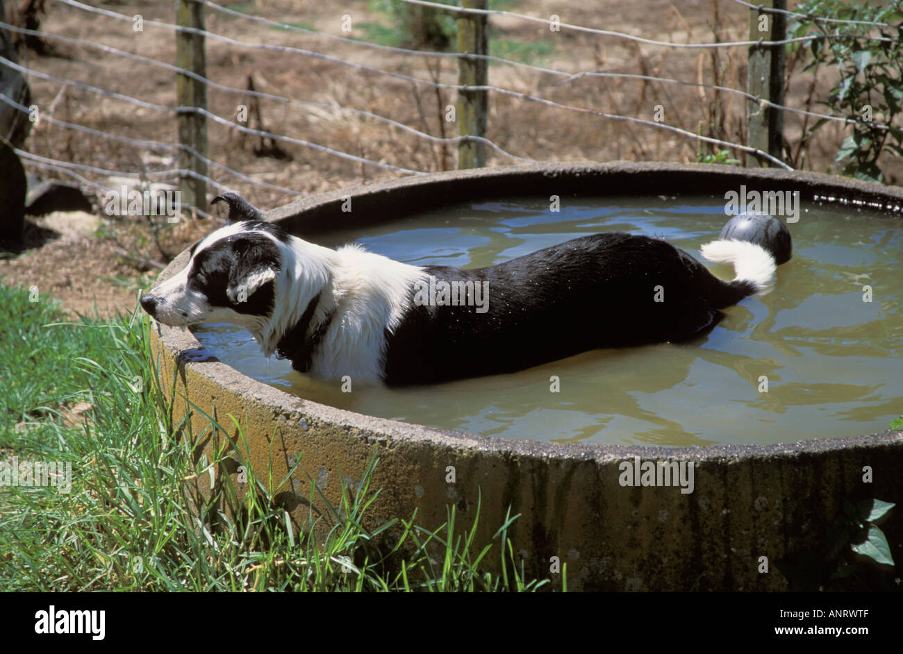 Sheep Farm New Zealand Waiheke Island Lucy cooling off in water trough ...