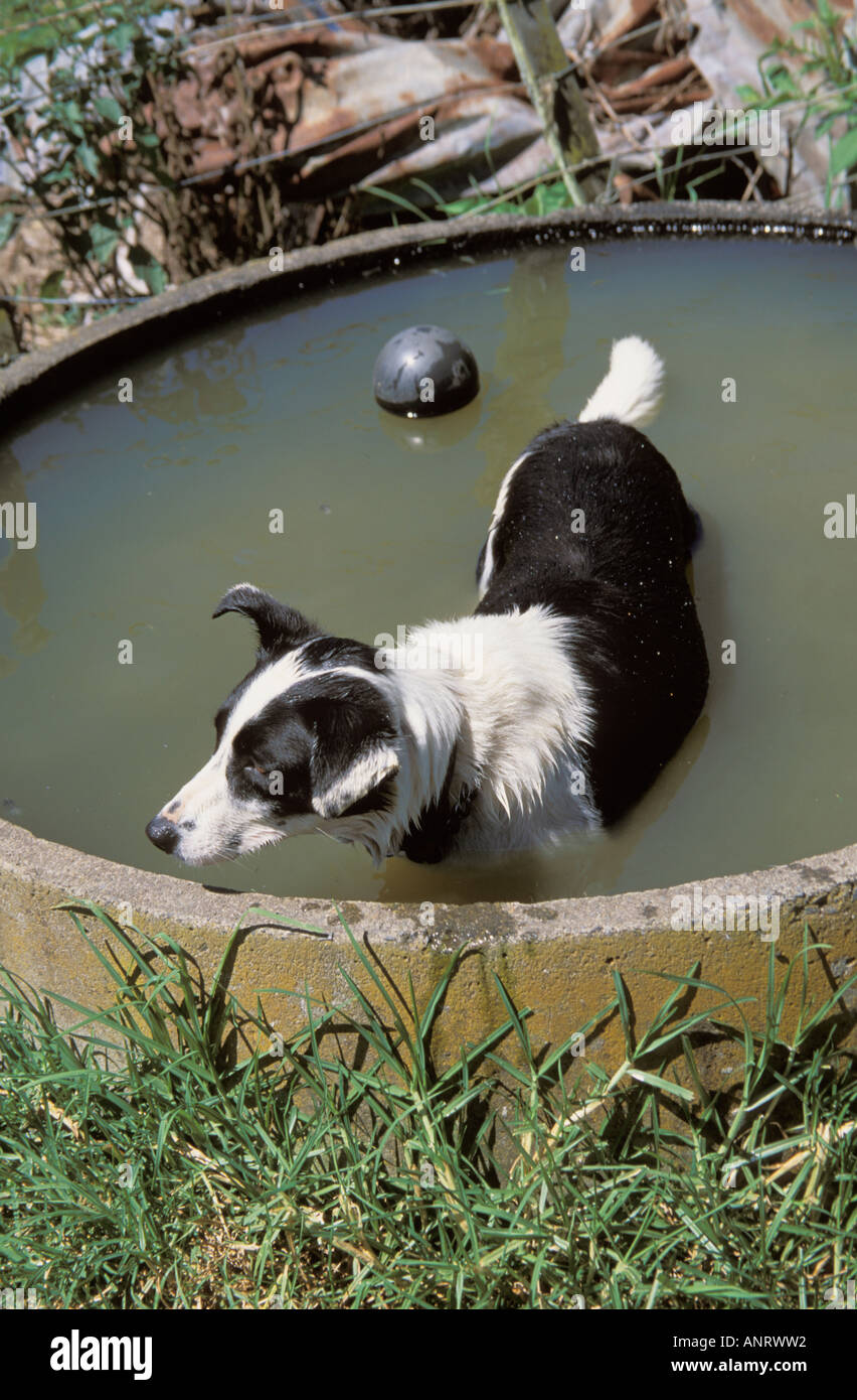Sheep Farm New Zealand Waiheke Island Lucy cooling off in water trough ...