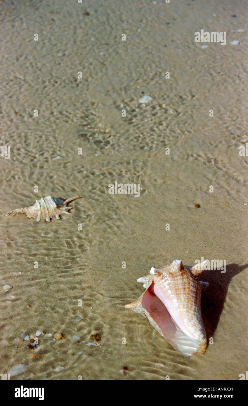 QUEEN CONCH Strombus gigas Stock Photo - Alamy