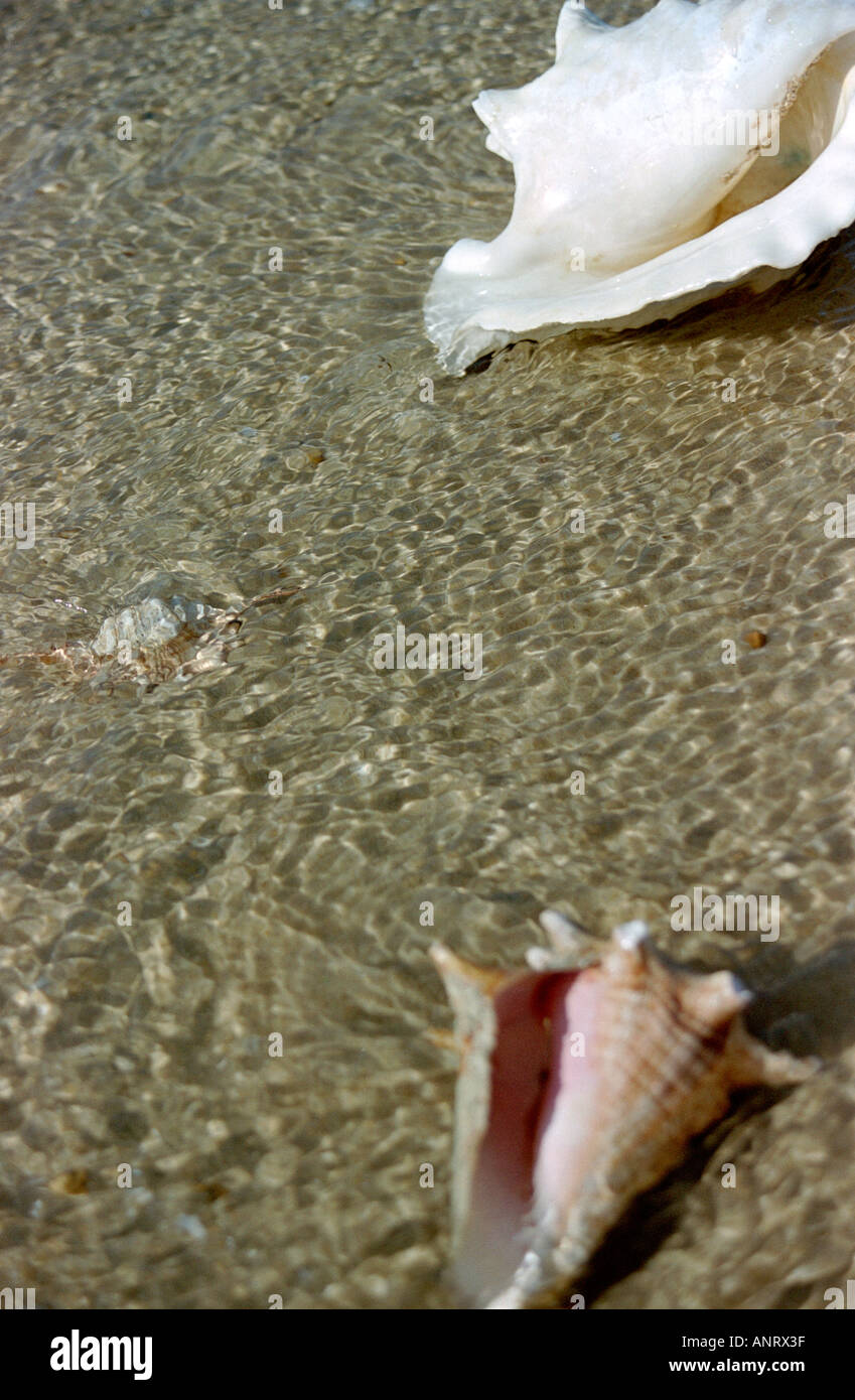 QUEEN CONCH Strombus gigas Stock Photo - Alamy