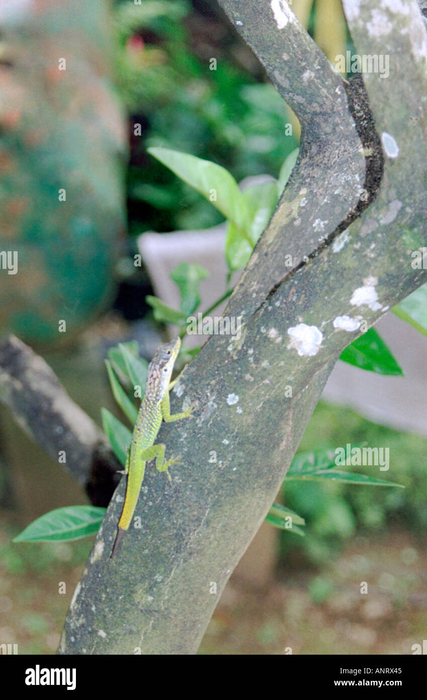 Sleek lizard hi-res stock photography and images - Alamy