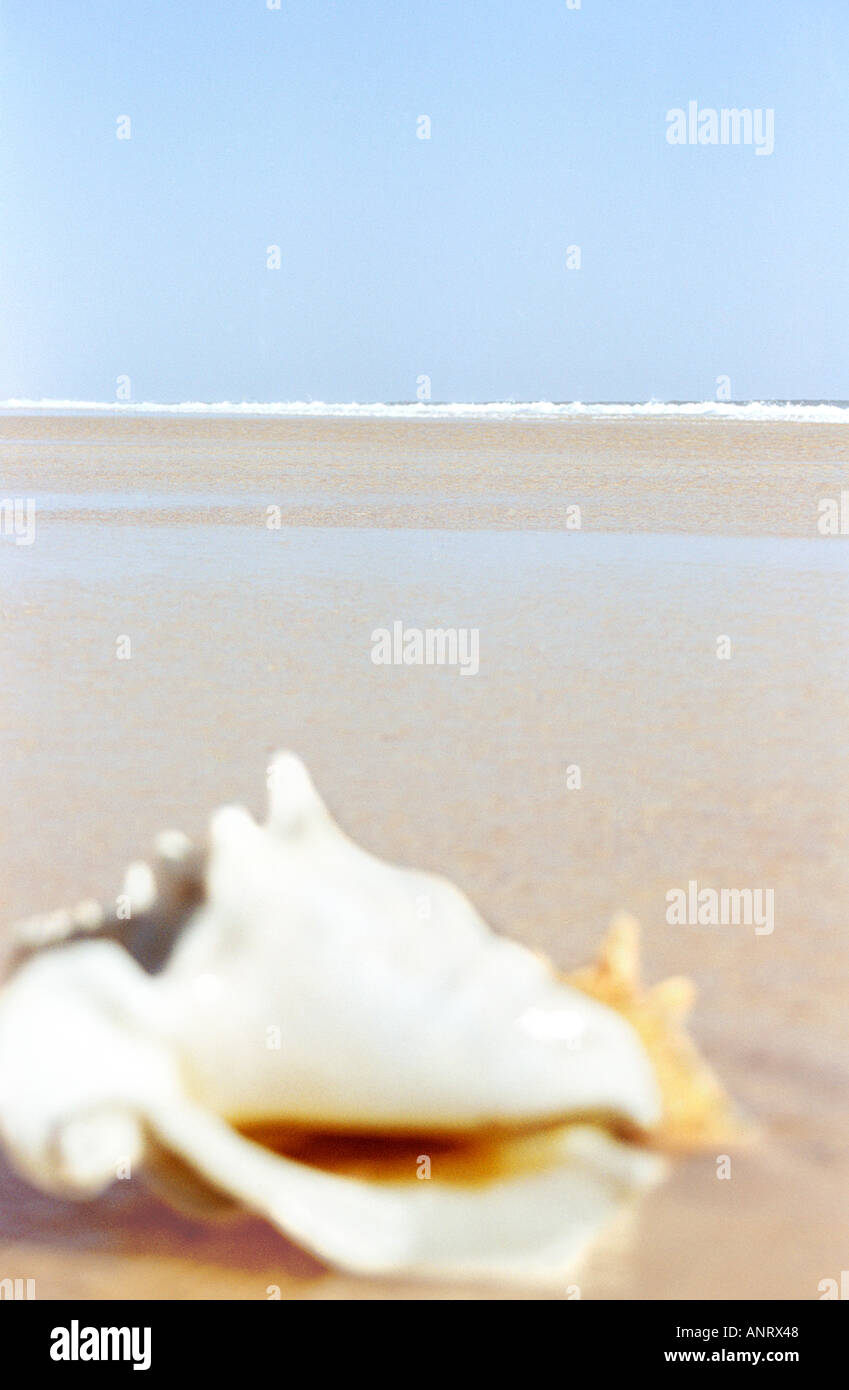 Queen conch, bahamas hi-res stock photography and images - Alamy