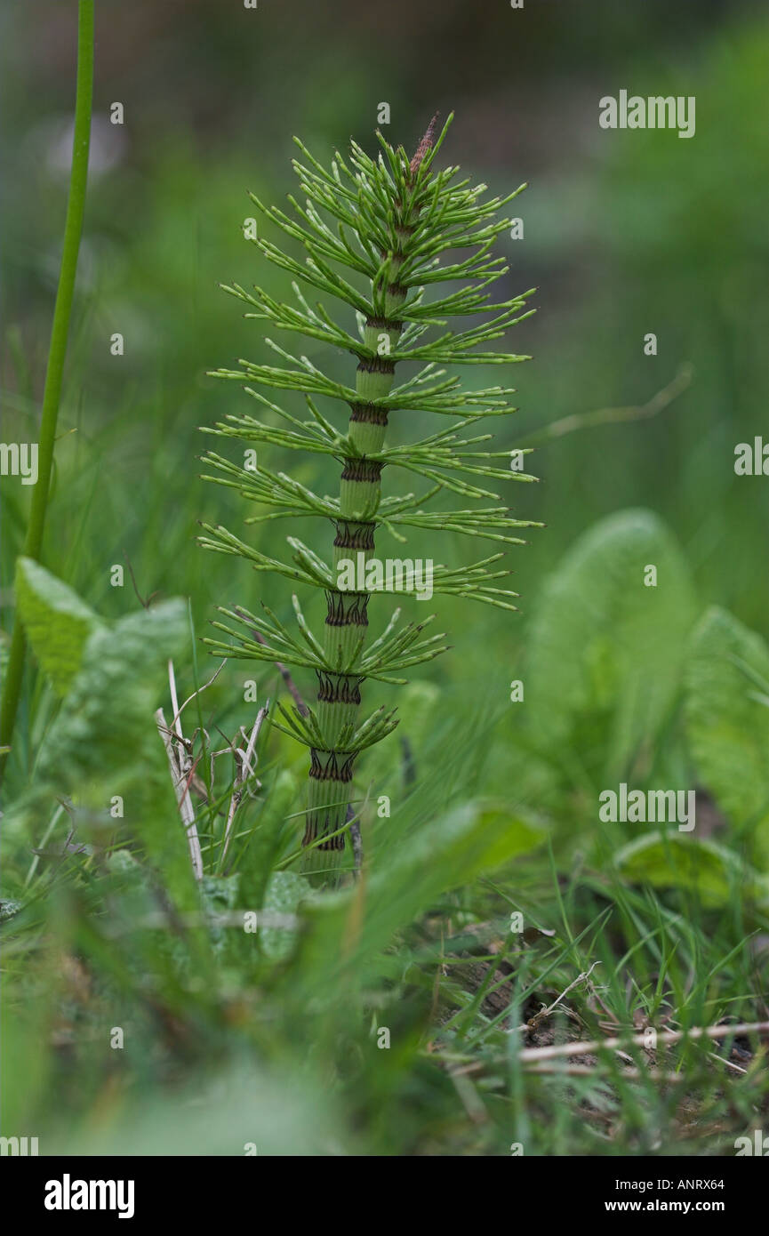 Horsetail equisetum sp hi-res stock photography and images - Alamy