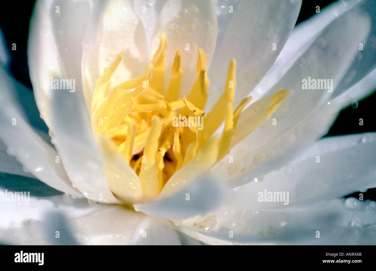 Nymphaea water lily nymphaeceae alba lotus flower Stock Photo - Alamy