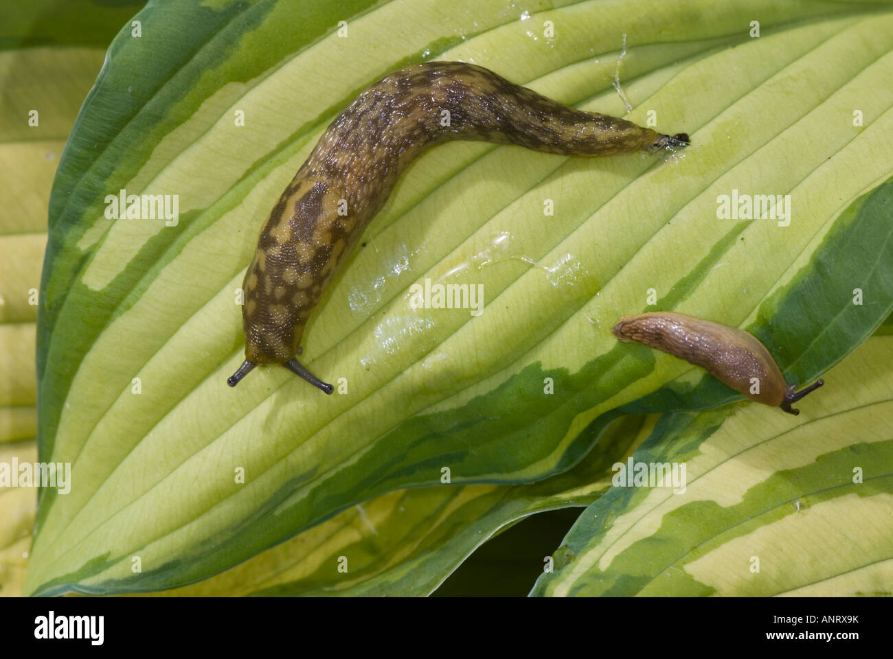 Hosta pests hi-res stock photography and images - Alamy