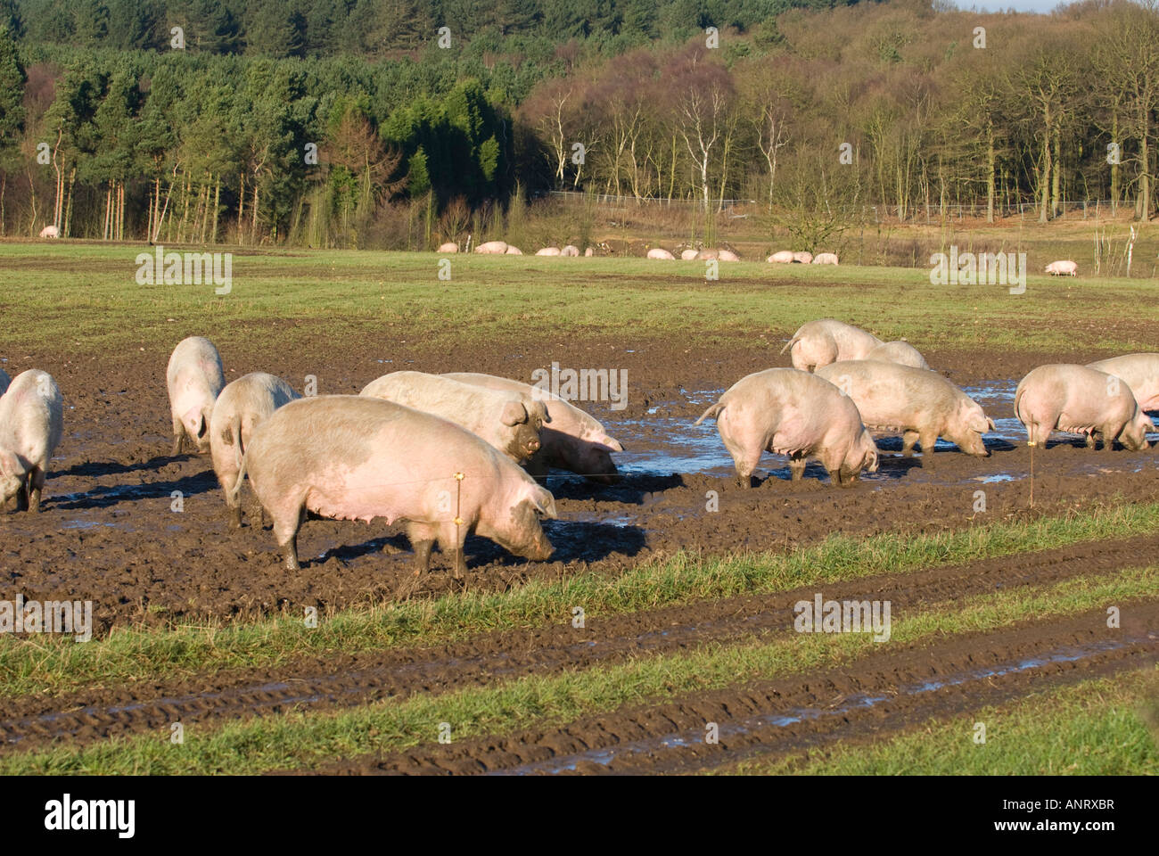 Pigs In Field High Resolution Stock Photography and Images - Alamy