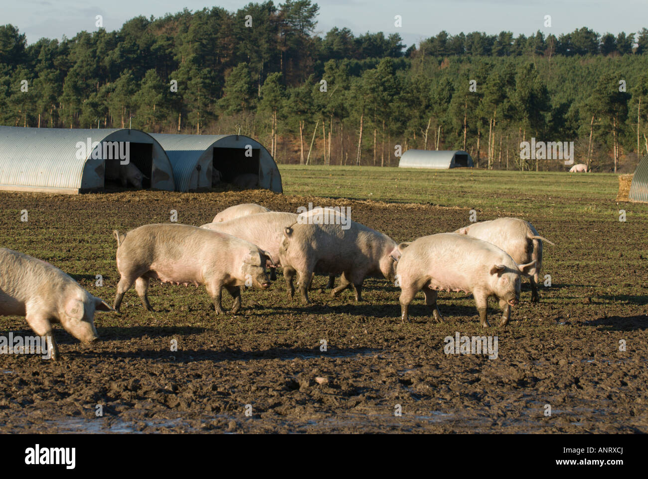 Pigs in field hi-res stock photography and images - Alamy