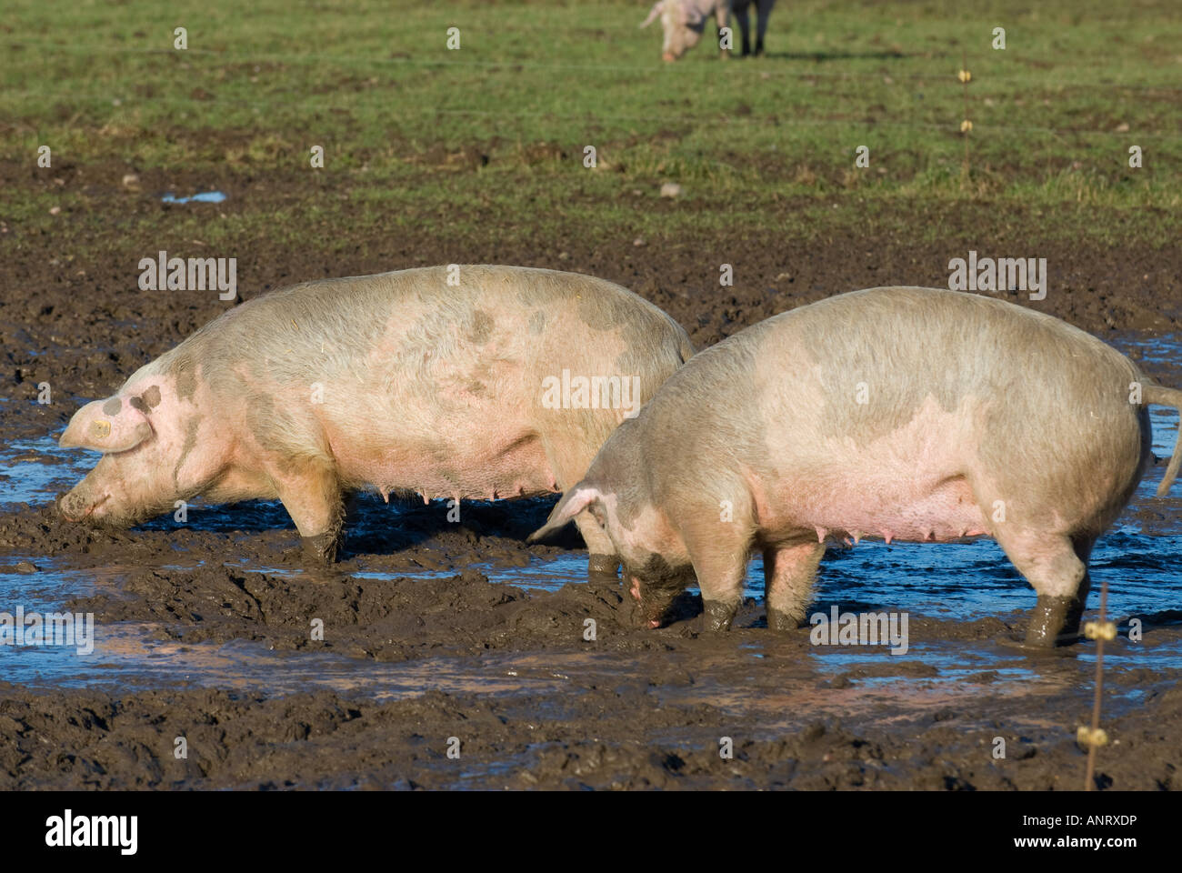 Pigs in mud hi-res stock photography and images - Alamy