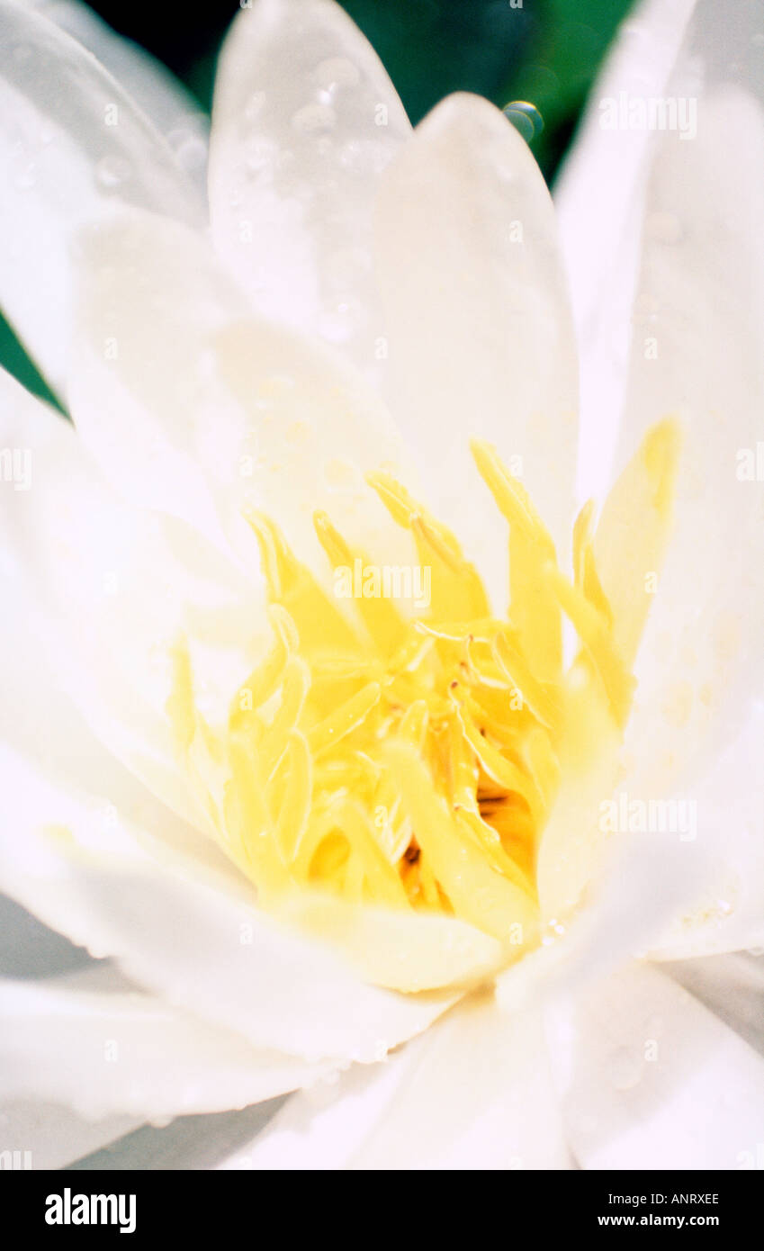 nymphaeceae lily water lotus flower Stock Photo - Alamy