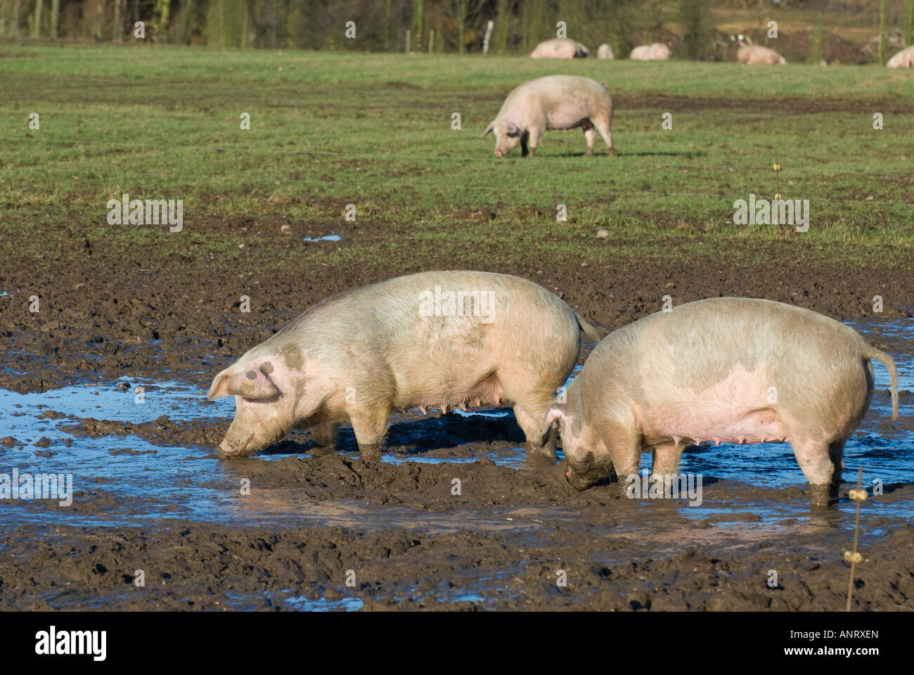 Pigs in field Stock Photo - Alamy