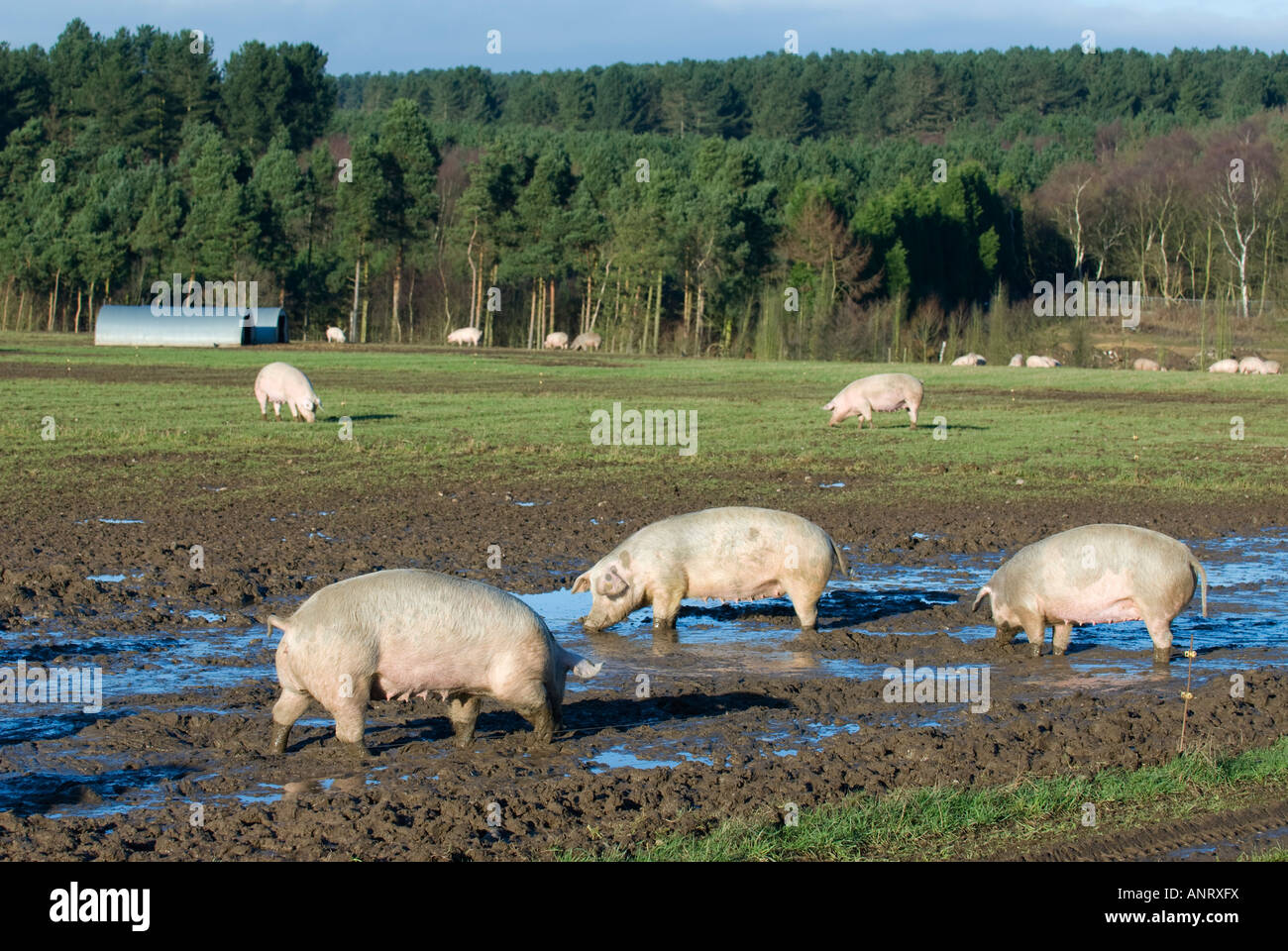 Pigs in field Stock Photo - Alamy