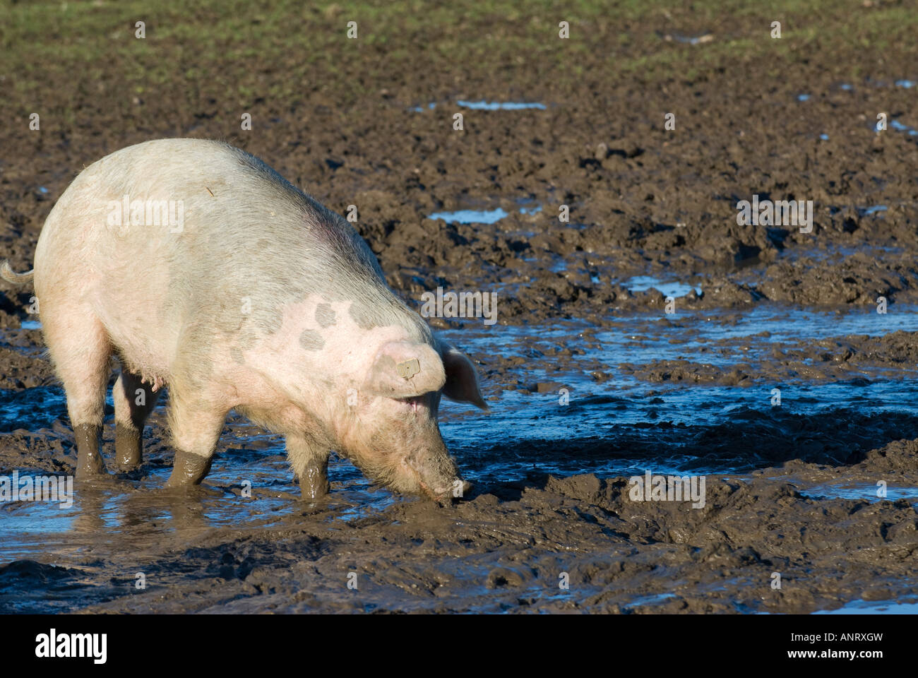 Pig in mud Stock Photo - Alamy
