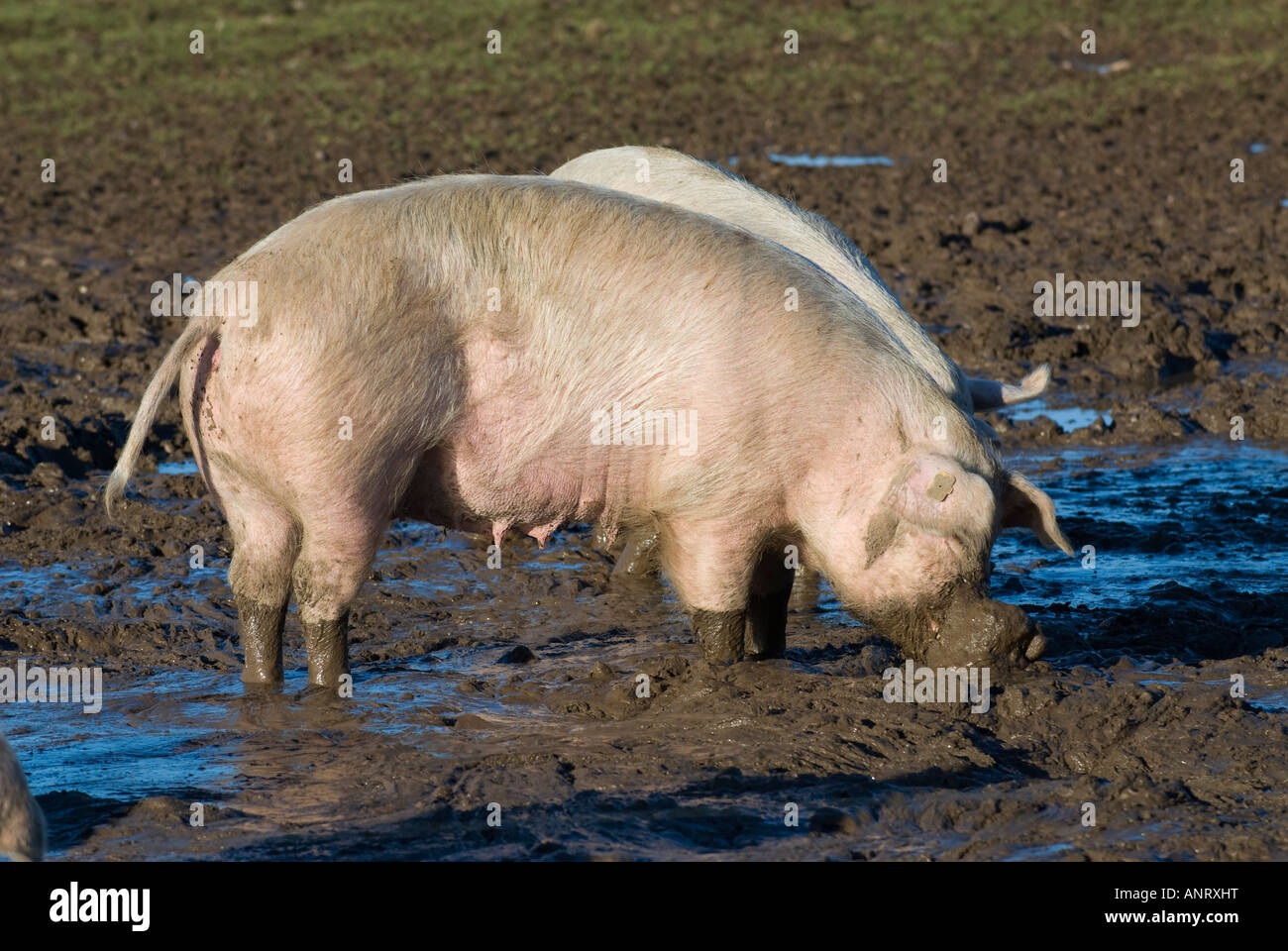 Pig in mud Stock Photo - Alamy