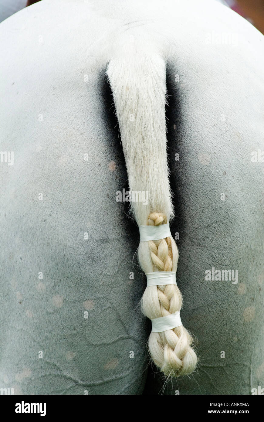A plaited tail of a white horse hi-res stock photography and images - Alamy