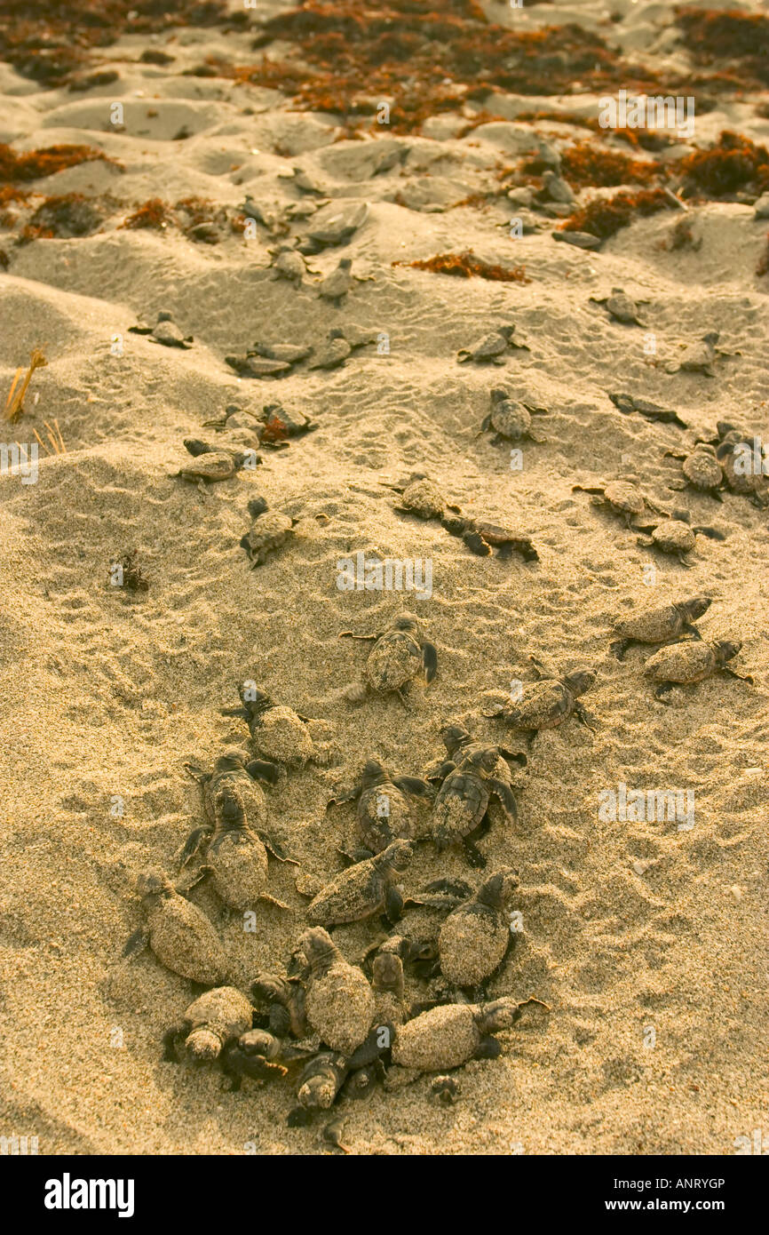 Loggerhead sea turtle hatchlings emerging from their nest Stock Photo ...