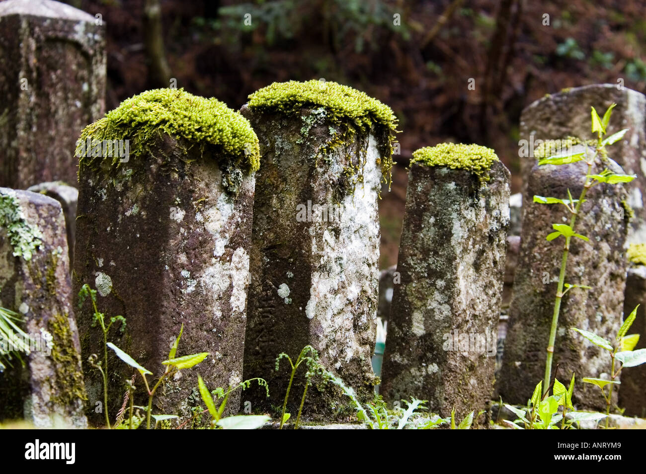 Mossy tombstones at Okunoin temple on Koyasan Japan Stock Photo - Alamy