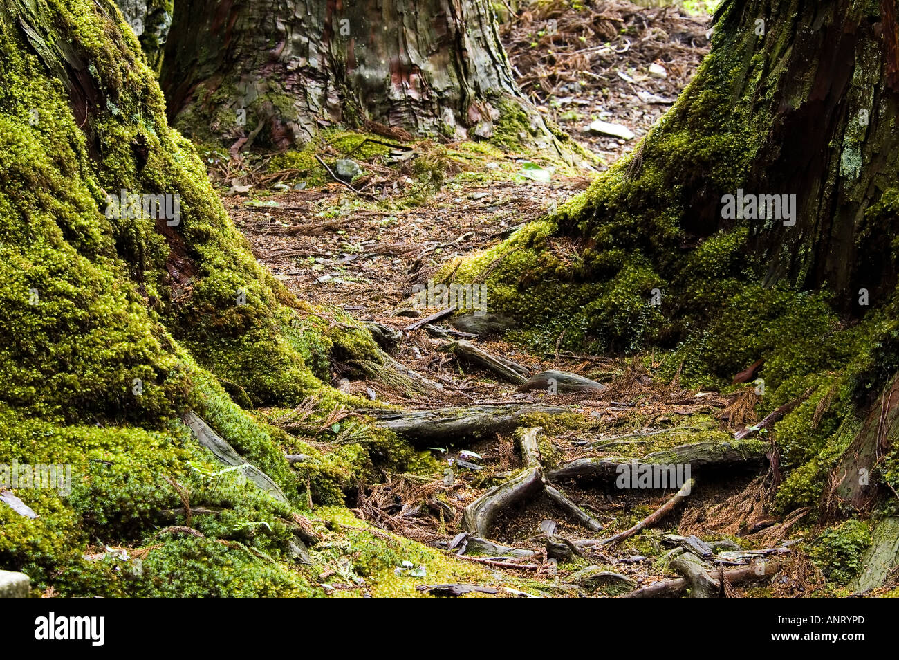 Mossy tree roots at Okunoin temple on Koyasan Japan Stock Photo - Alamy