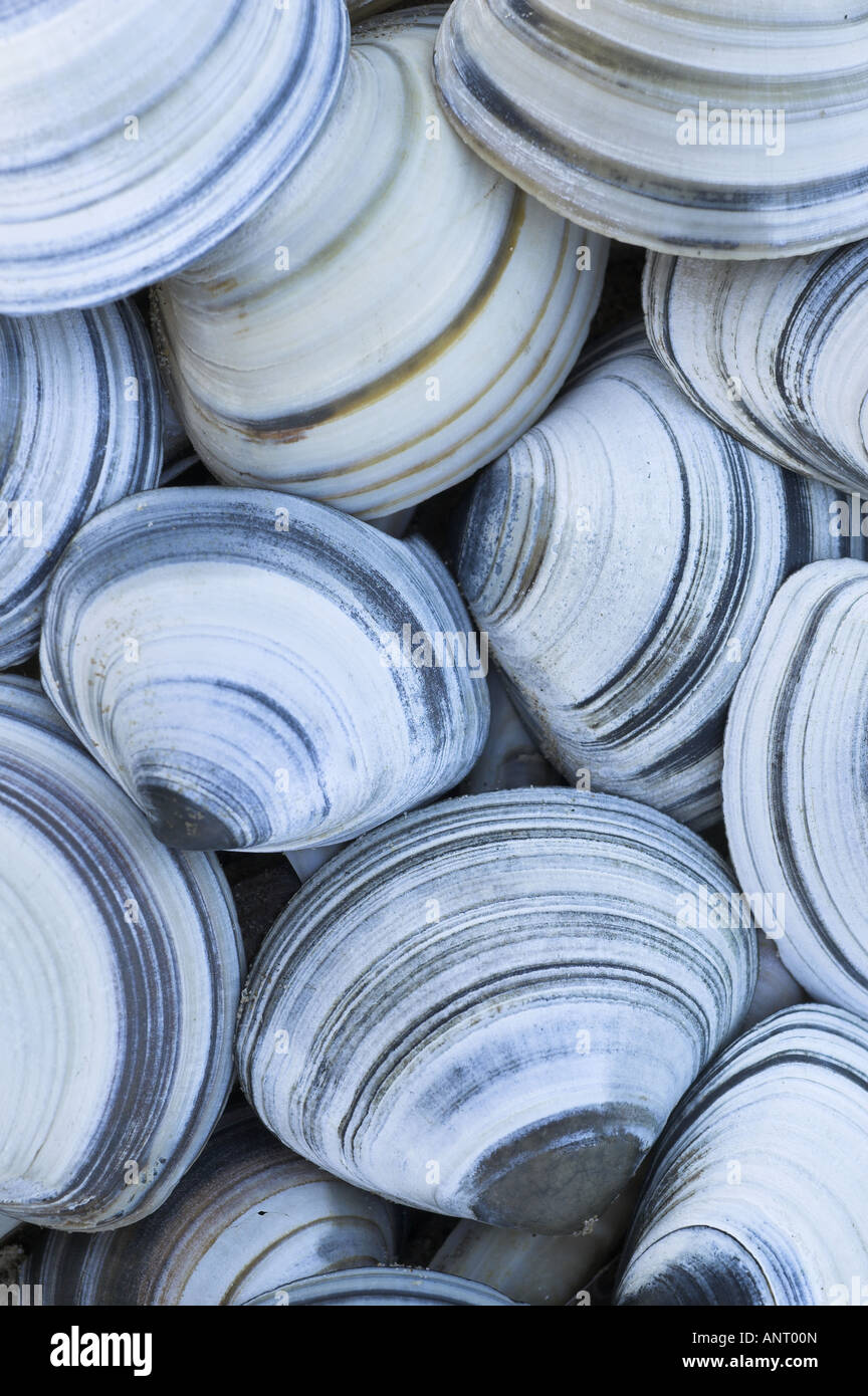 Vittatus hi-res stock photography and images - Alamy