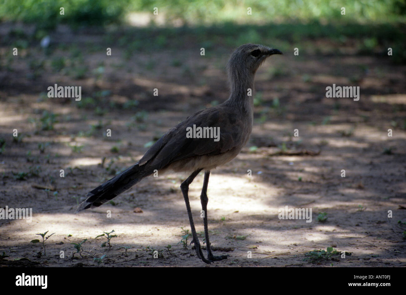 Black legged Seriema (Chunga burmesiteri Stock Photo - Alamy