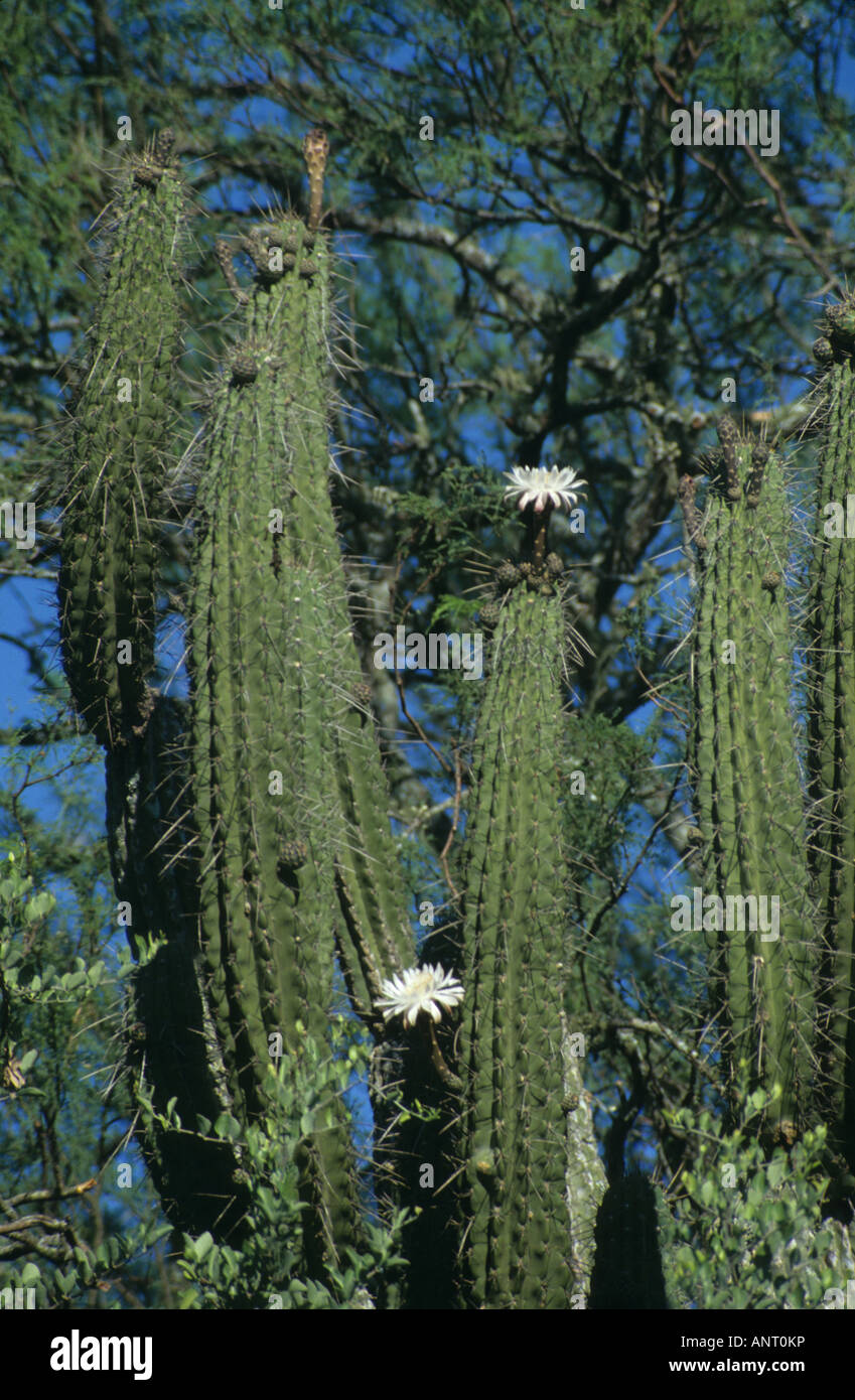 Chaco seco hi-res stock photography and images - Alamy