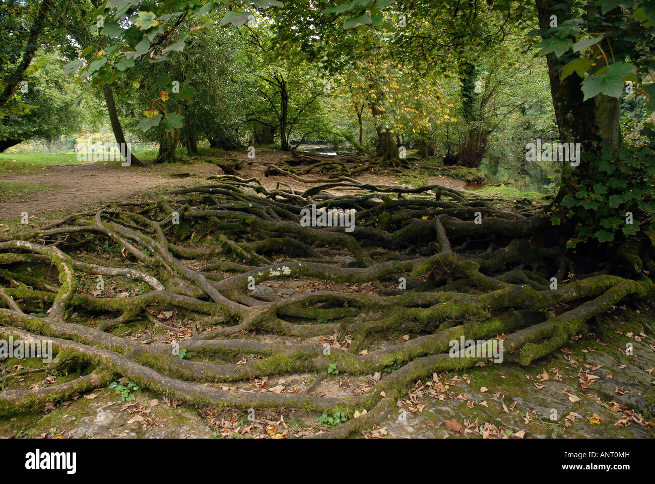 Jumble of roots hi-res stock photography and images - Alamy