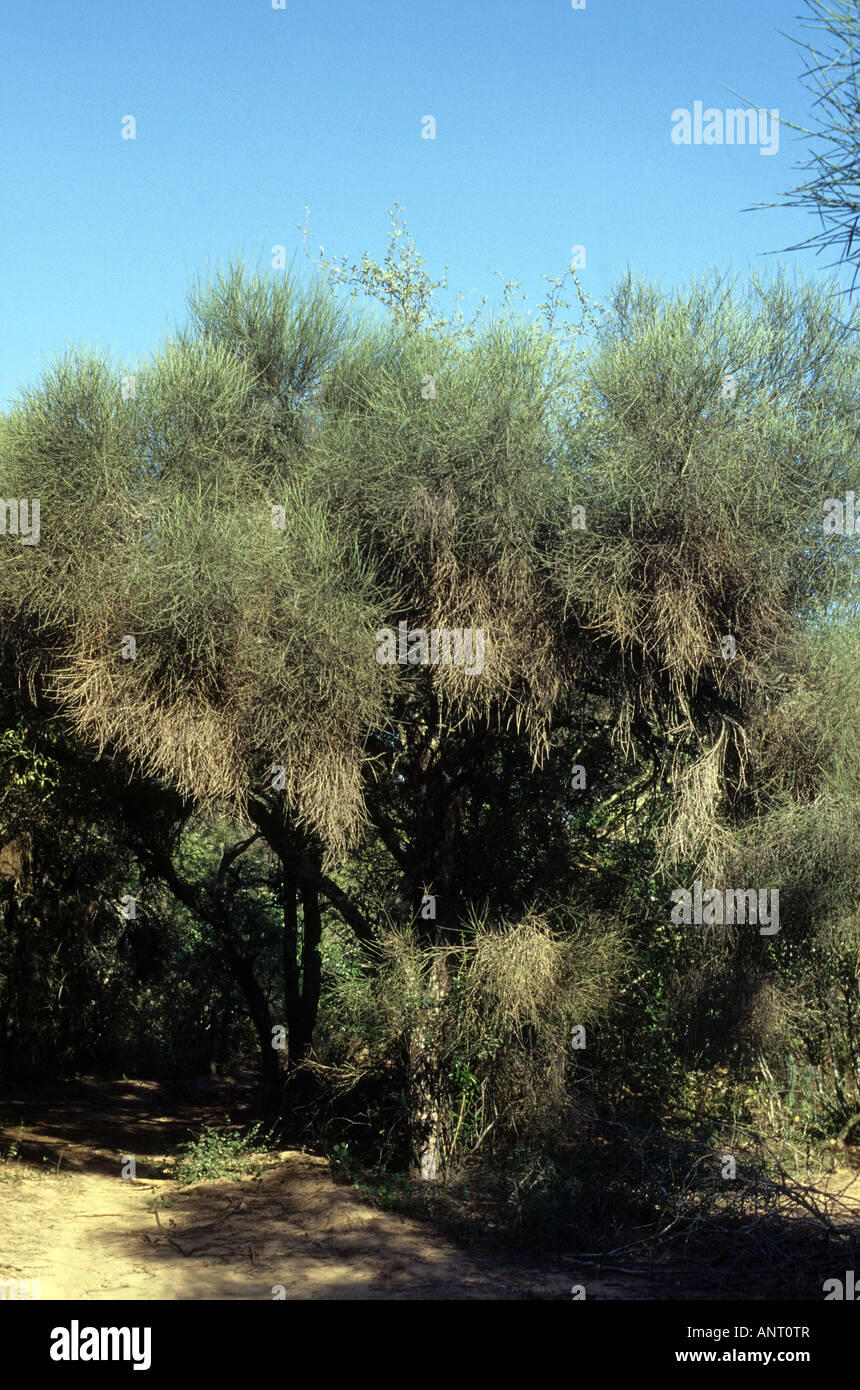 Quebracho tree hi-res stock photography and images - Alamy
