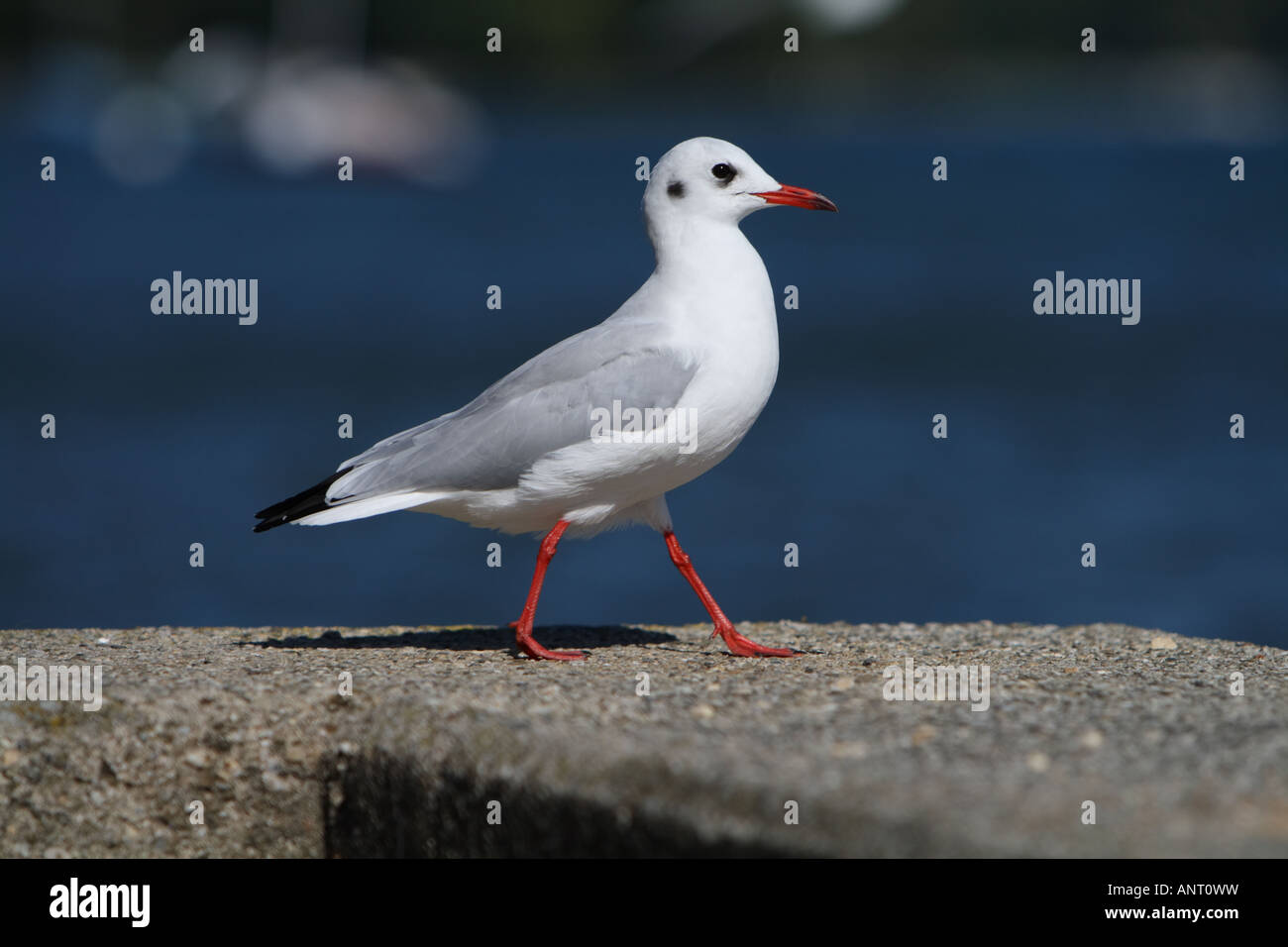 Side profile of a sea gull on a ledge Stock Photo - Alamy