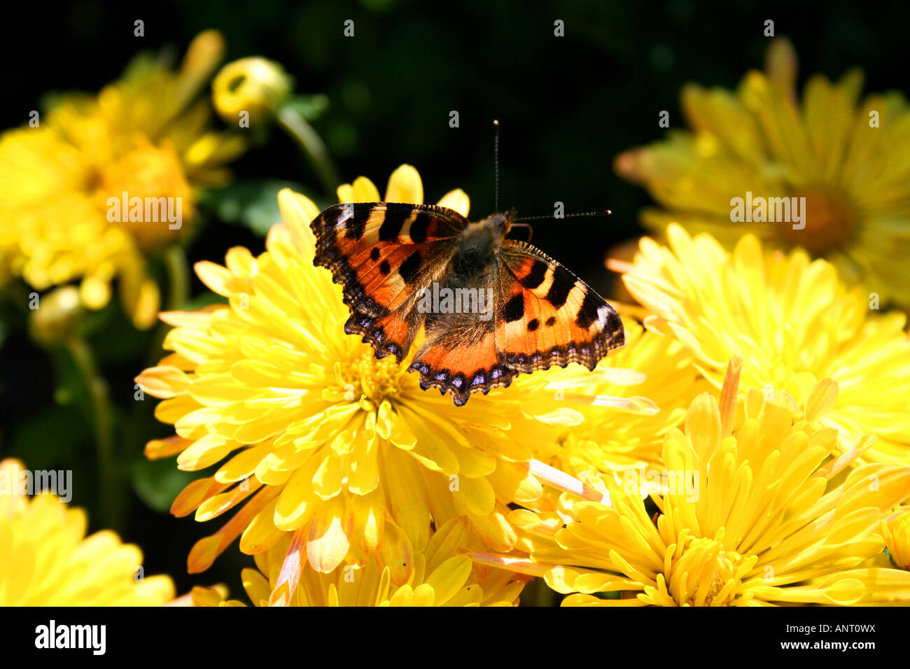 Butterfly over flower hi-res stock photography and images - Alamy
