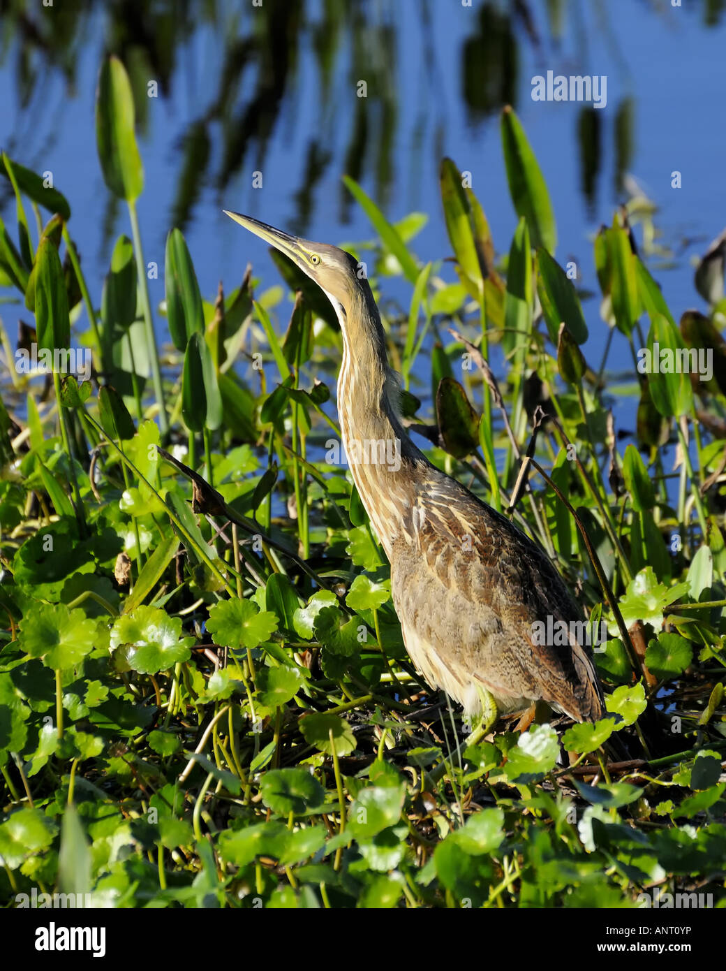 American bittern hi-res stock photography and images - Alamy