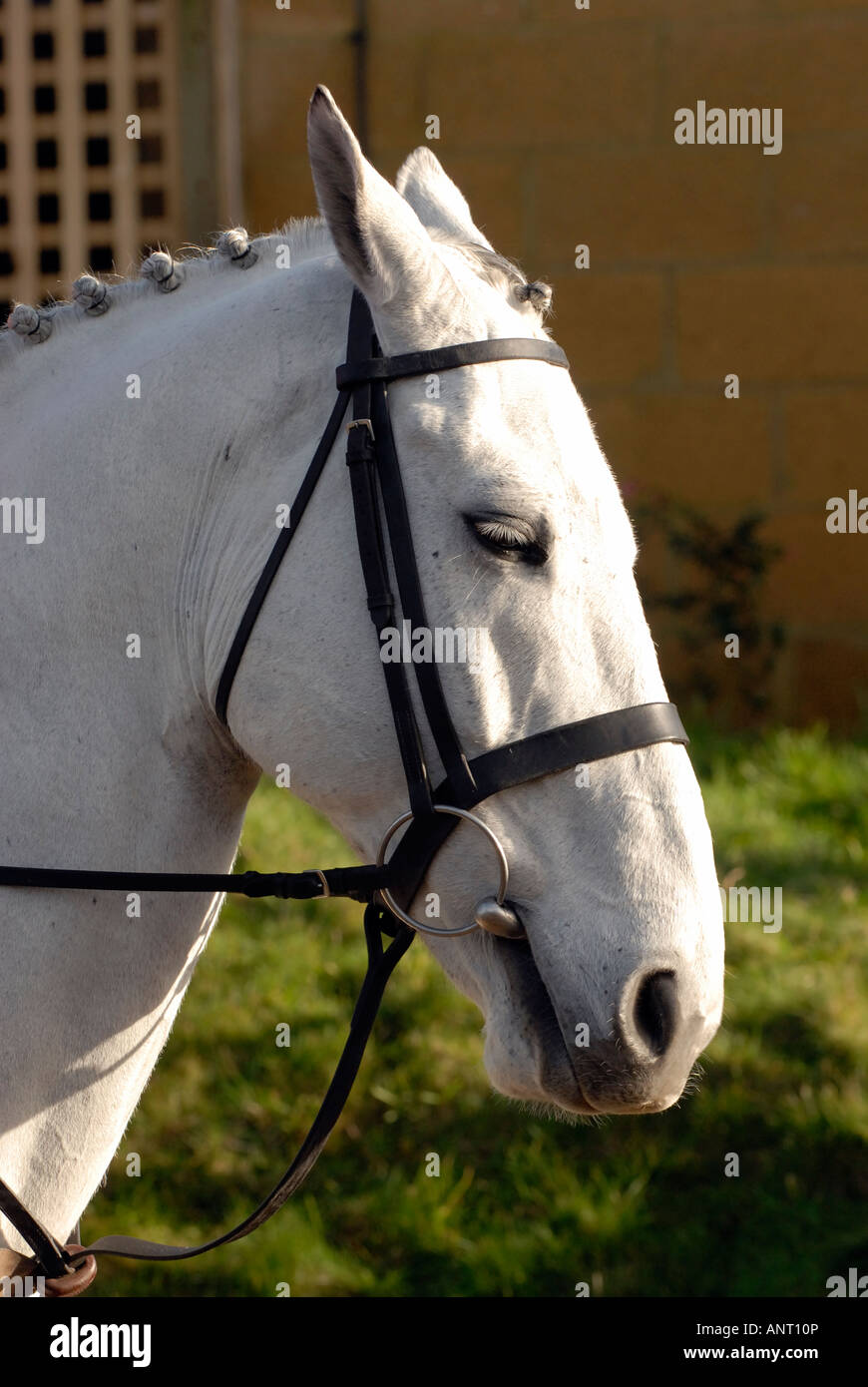 hunting with dogs fox hunting with hounds and horses outlawed banned ...
