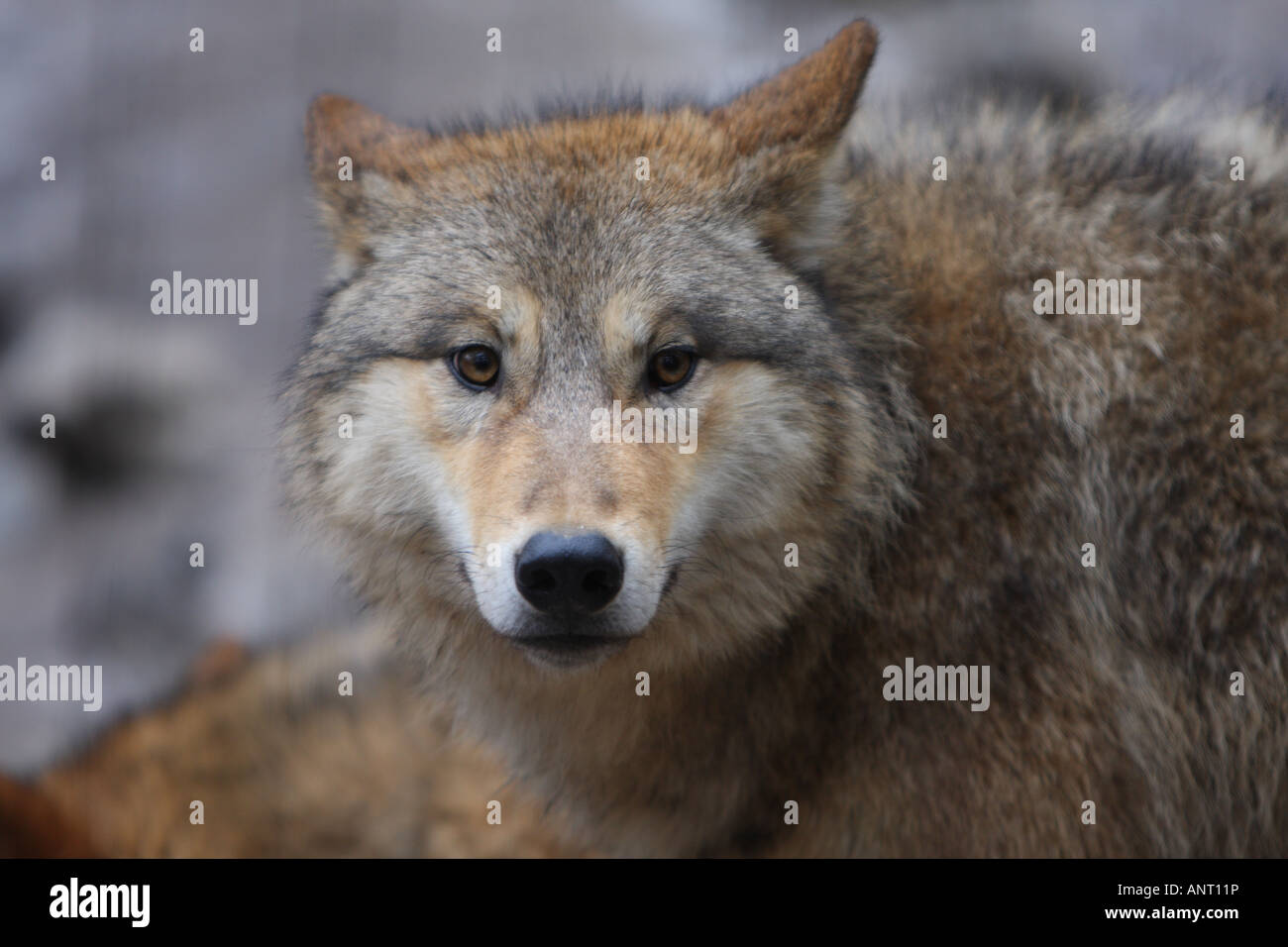 Wild wolf staring straight at you Stock Photo - Alamy