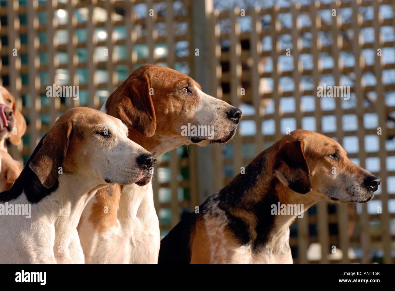 hunting with dogs fox hunting with hounds and horses outlawed banned ...