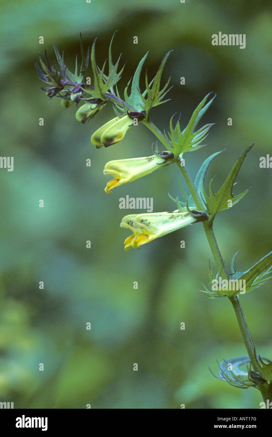 Common cow wheat Melampyrum pratense in flower Kent England Stock Photo ...