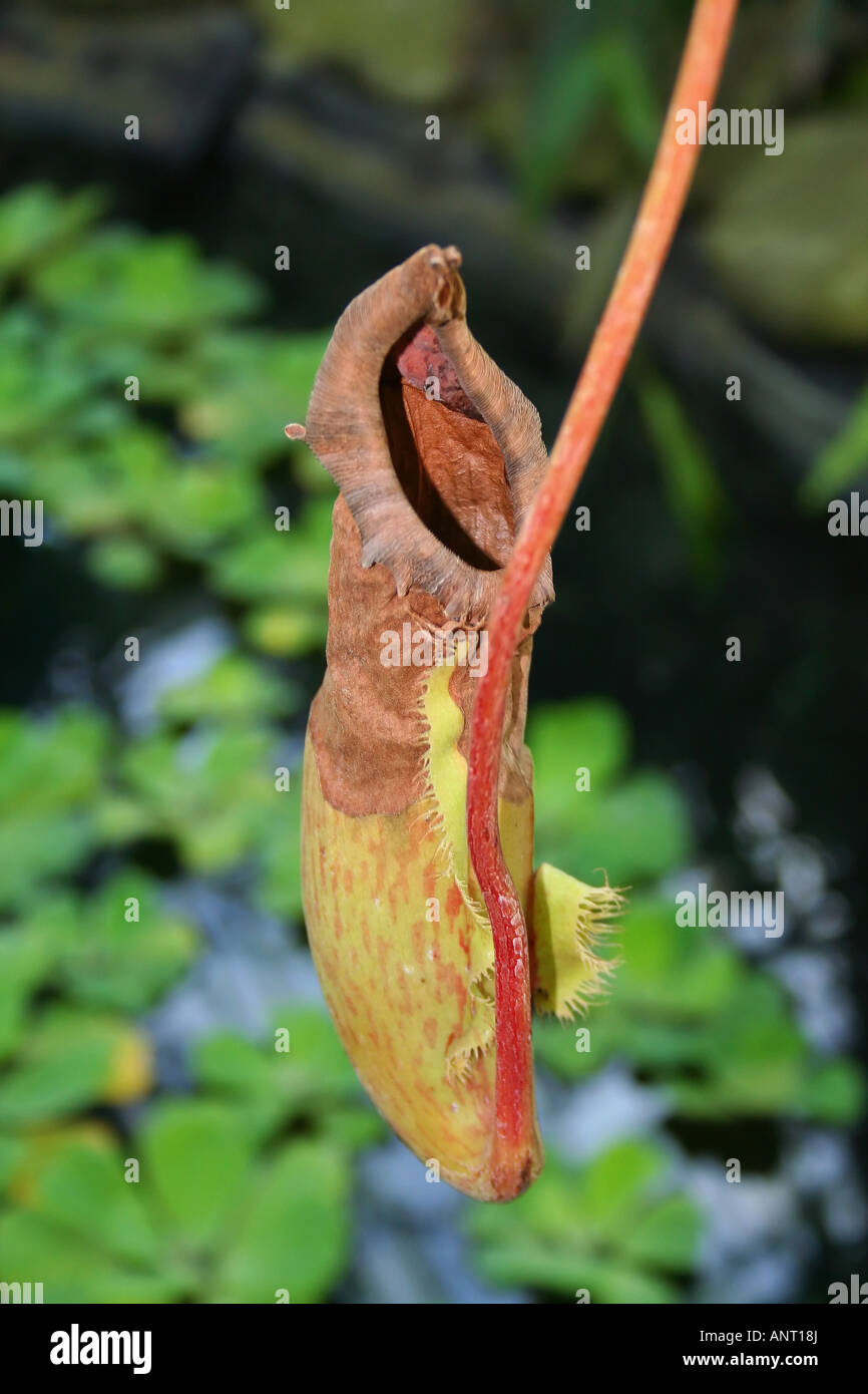 Nepenthes. Tropical plant - predator (trap) for the insects Stock Photo ...