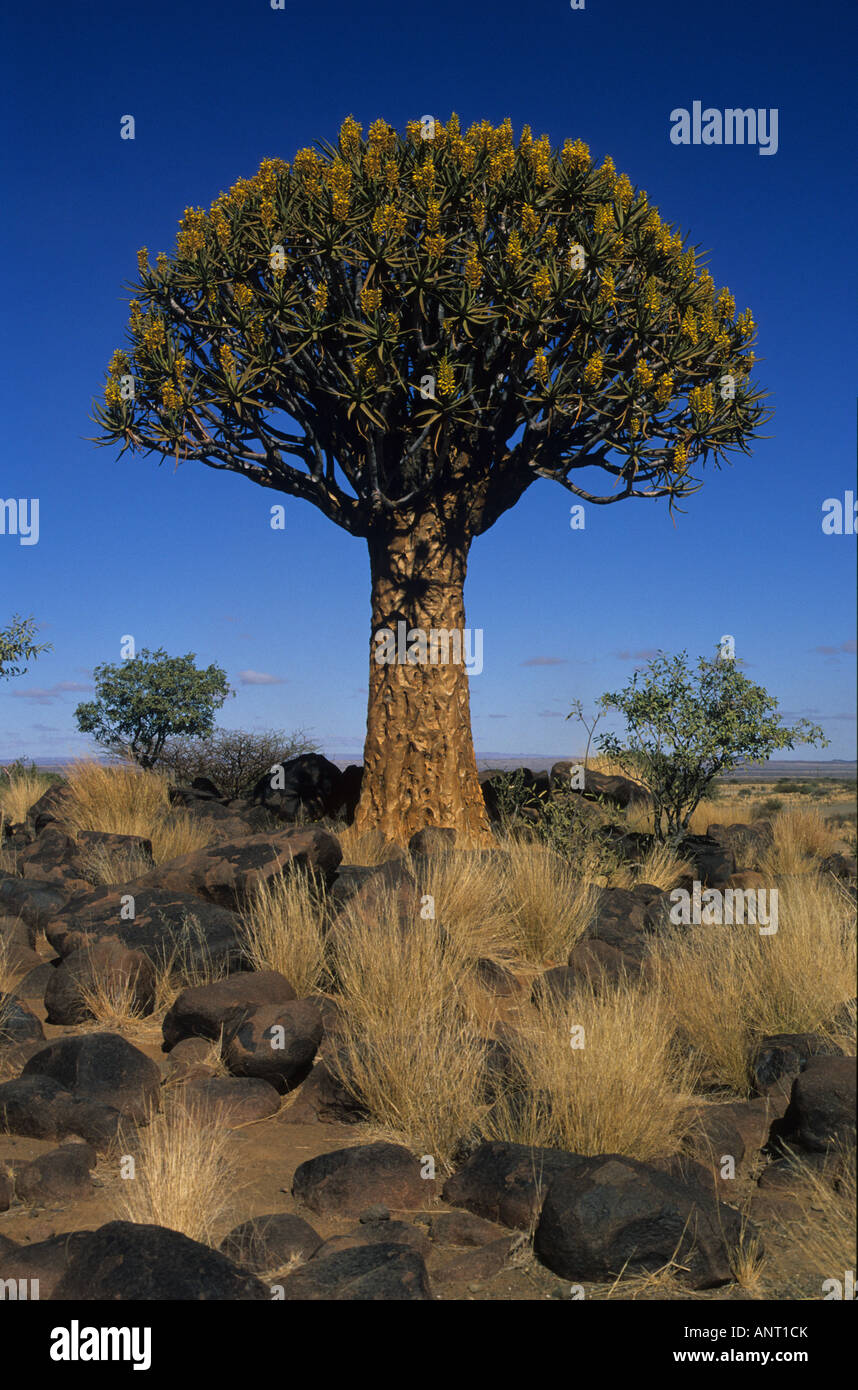 A Namibian Quiver Tree Stock Photo - Alamy