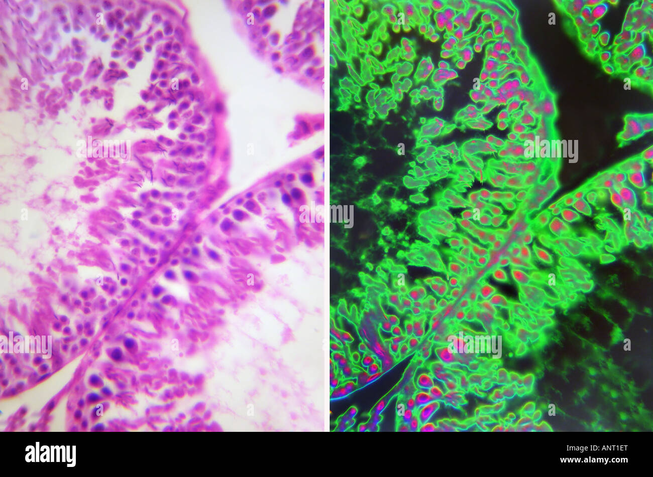 Testis tissue fe013 Stock Photo - Alamy