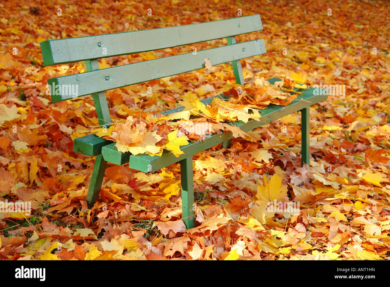 Park bench covered by colorful dead maple leaves Stock Photo - Alamy