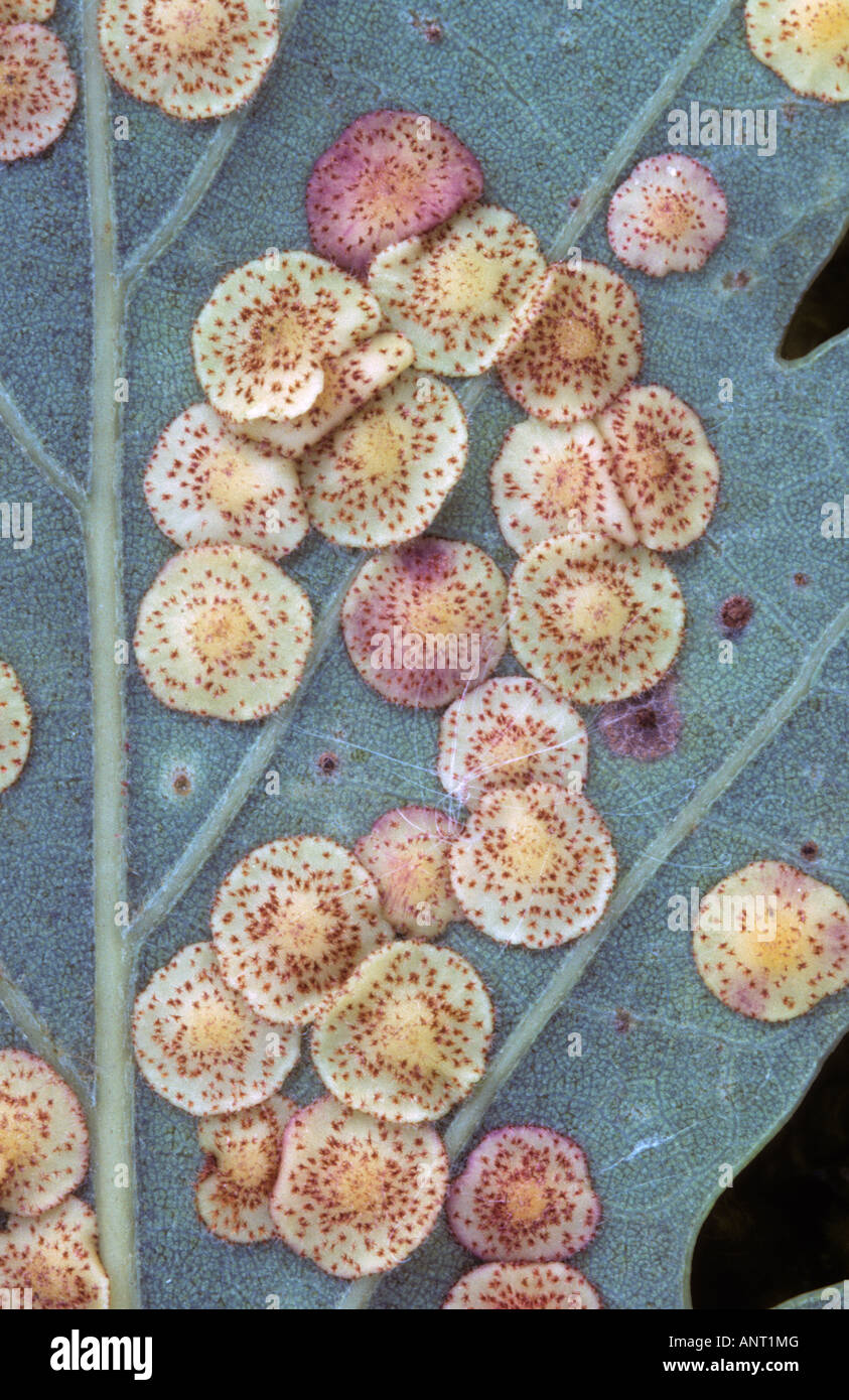 Spangle galls on underside of oak leaf Stock Photo - Alamy Spangle galls on underside of oak leaf Stock Photo - Alamy