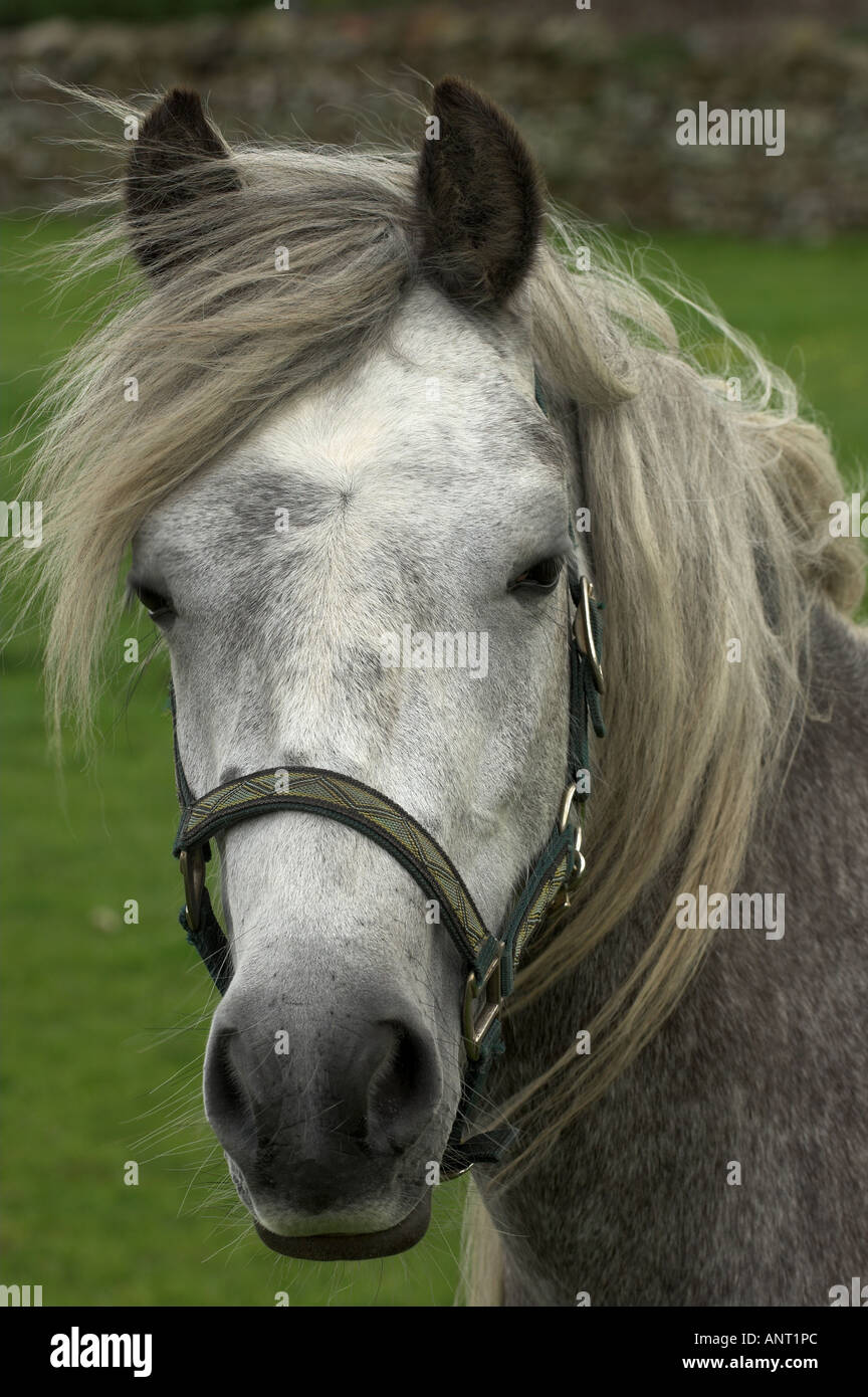 Grey pony hi-res stock photography and images - Alamy