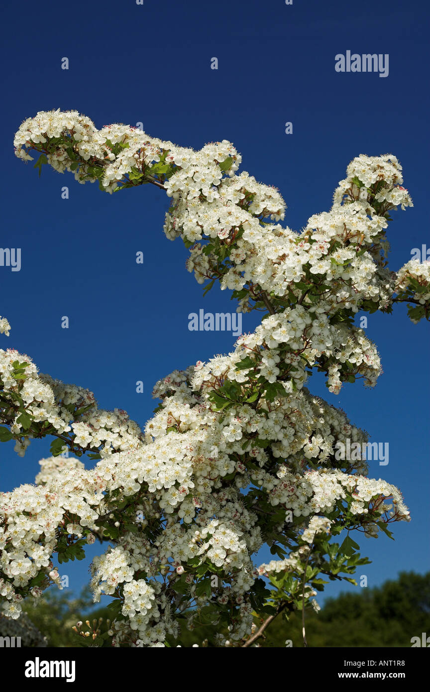 Hawthorn Blossom in spring Crataegus monogyna Stock Photo - Alamy Hawthorn Blossom in spring Crataegus monogyna Stock Photo - Alamy