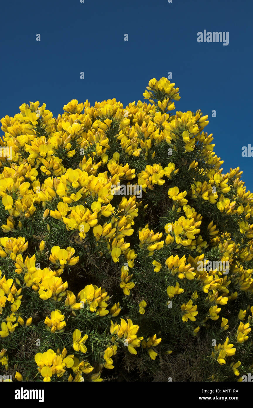 Common Gorse Ulex europaeus Stock Photo - Alamy