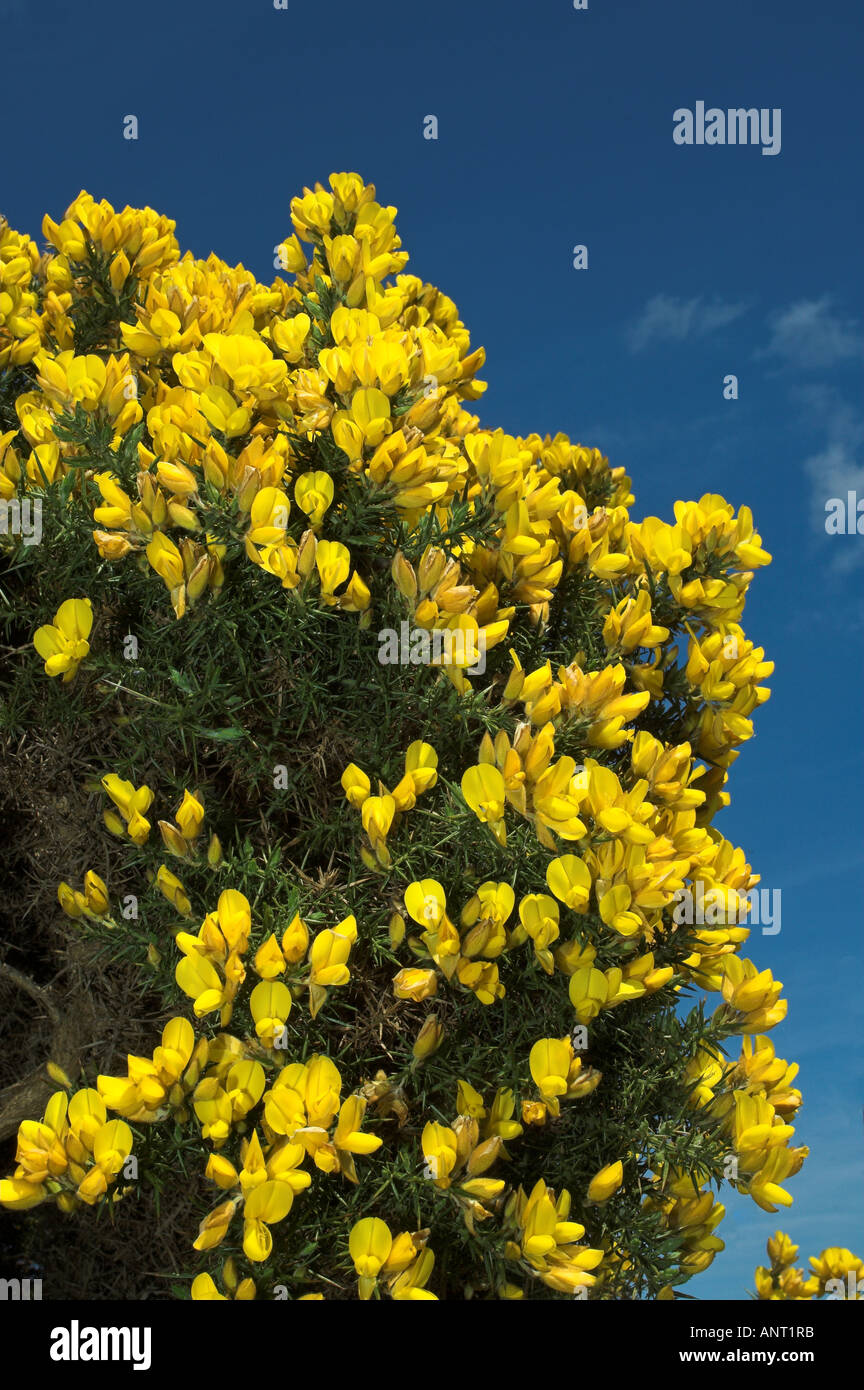 Common Gorse Ulex europaeus Stock Photo - Alamy