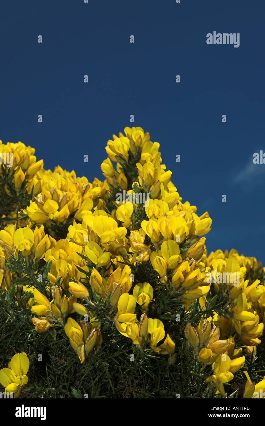 Common Gorse Ulex europaeus Stock Photo - Alamy
