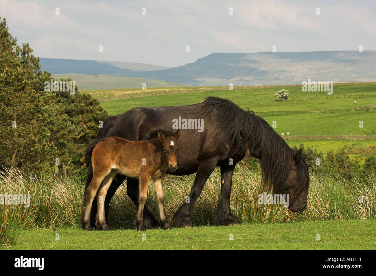 Hardy fell pony hi-res stock photography and images - Alamy