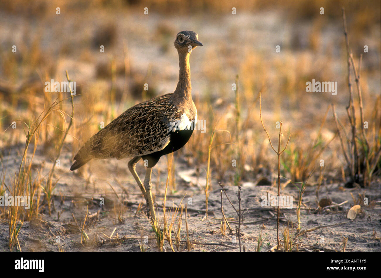 Buff crested bustard EUPODOTIS RUFICRISTA in warm evening light Chobe ...