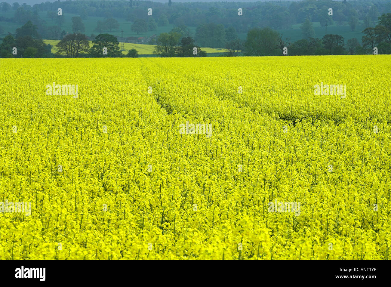 Rapeseed oil Canola plant in flower Stock Photo - Alamy
